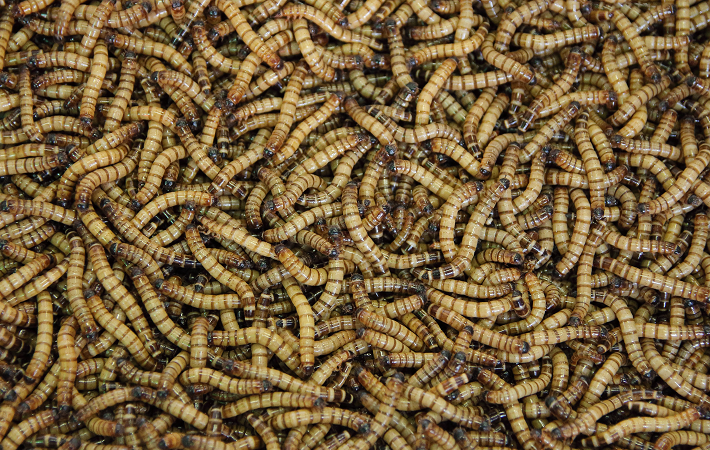 Maggots star in Barangaroo waste management trial